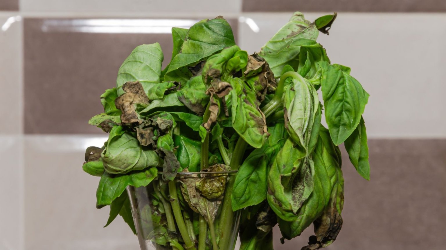 7 Reasons Your Basil is Dying and How to Fix It