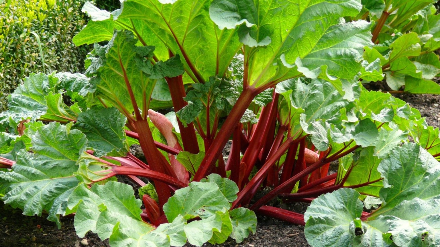 15 Rhubarb Growing Tips for Thick, Healthy Stalks