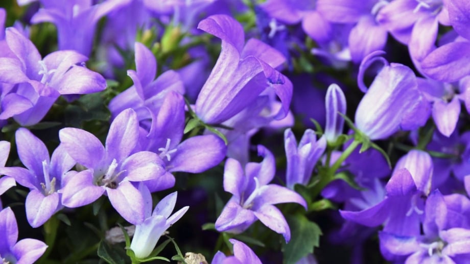 How to Plant, Grow, and Care for Campanula (Bellflowers)