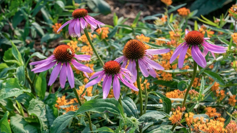 17 Low-Maintenance Native Plants to Grow This Season