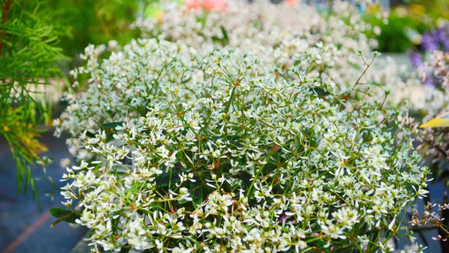 How to Plant, Grow, and Care for Diamond Frost® Euphorbia