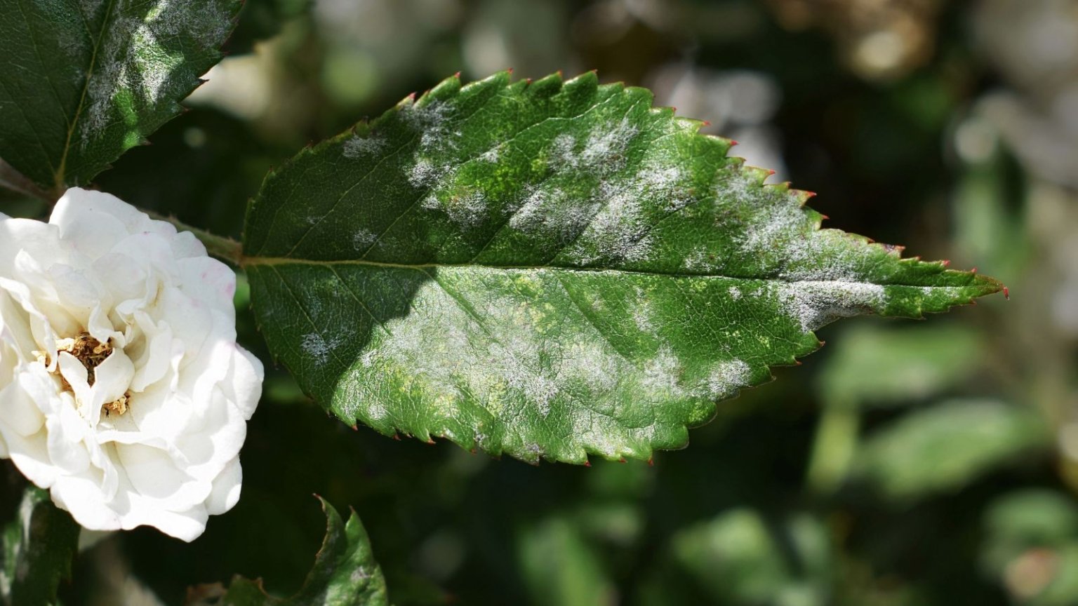 White Spots on Rose Leaves: Causes and What to Do