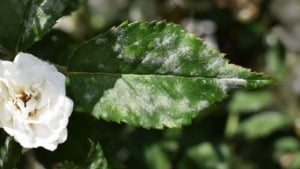 White Spots on Rose Leaves: Causes and What to Do