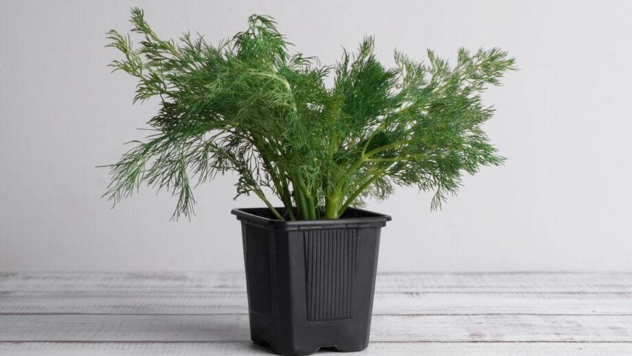 How to Grow Dill in Pots and Containers