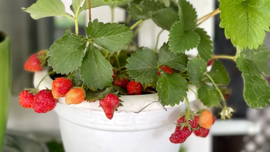 Bare Root Strawberries: How and When To Plant Them