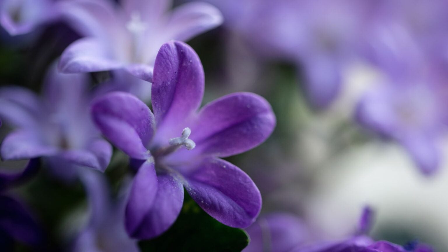 How to Plant, Grow, and Care for Campanula (Bellflowers)