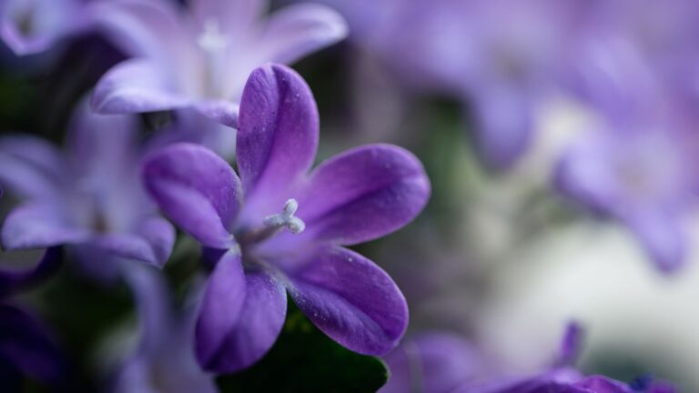 How to Plant, Grow, and Care for Campanula (Bellflowers)