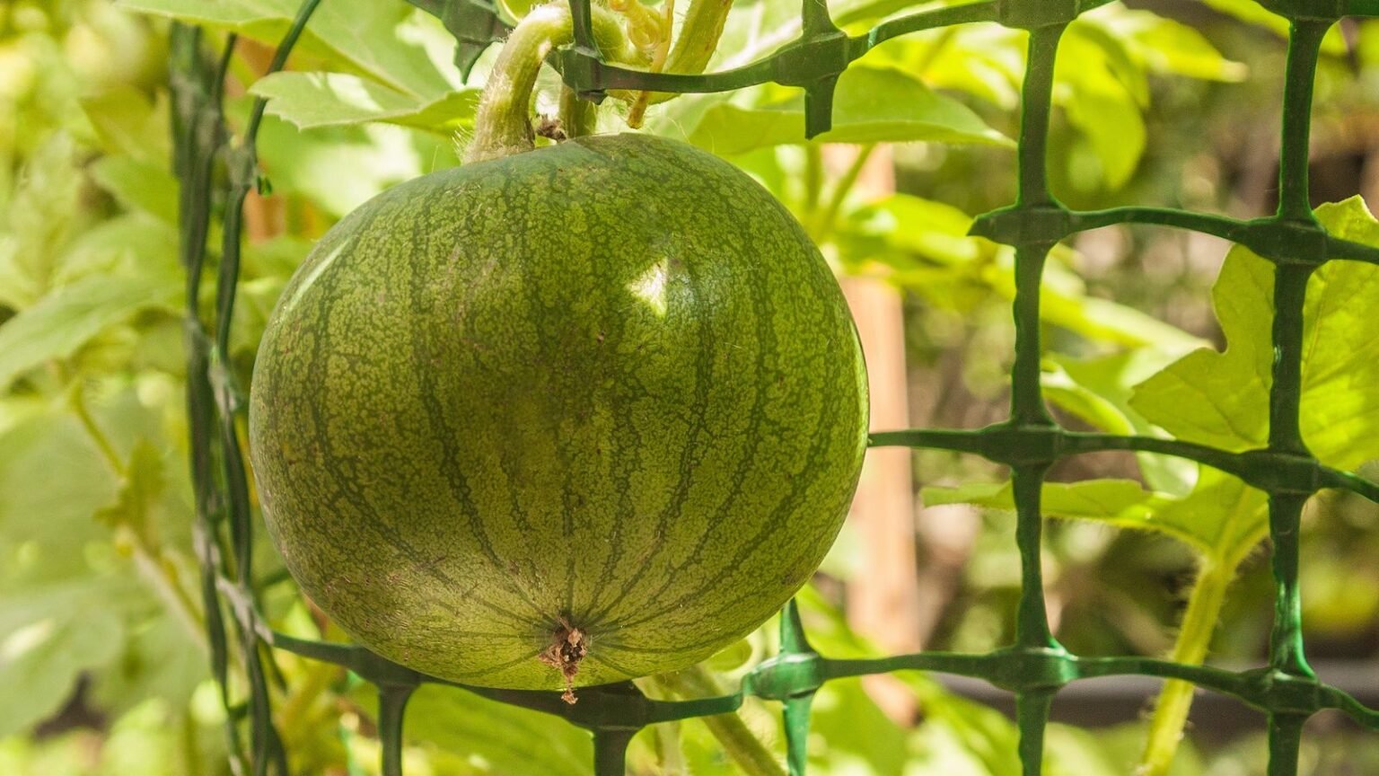 7 Ideas for Growing Melons on a Trellis