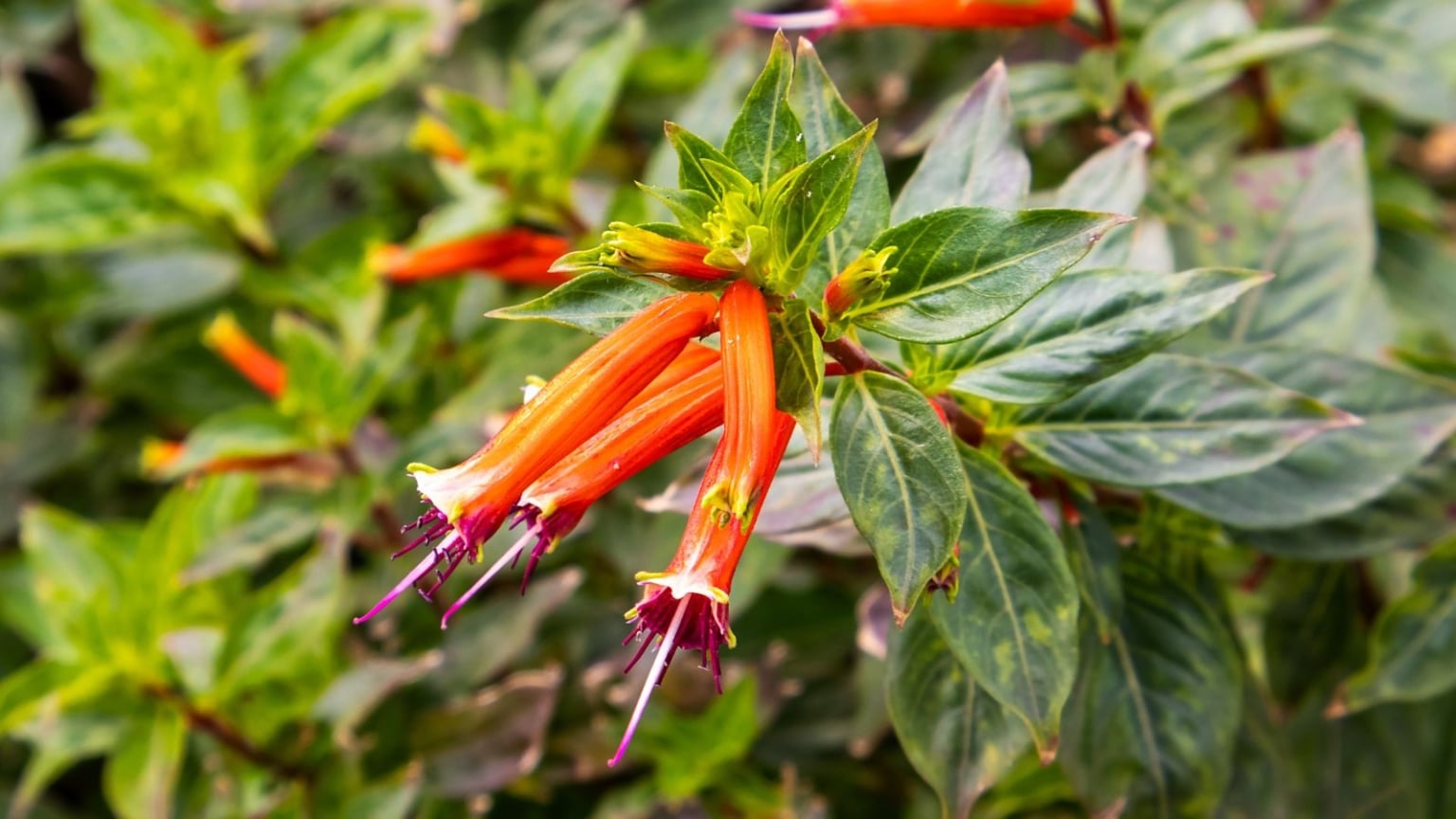 How to Plant, Grow, and Care For ‘Vermillionaire’ Cuphea