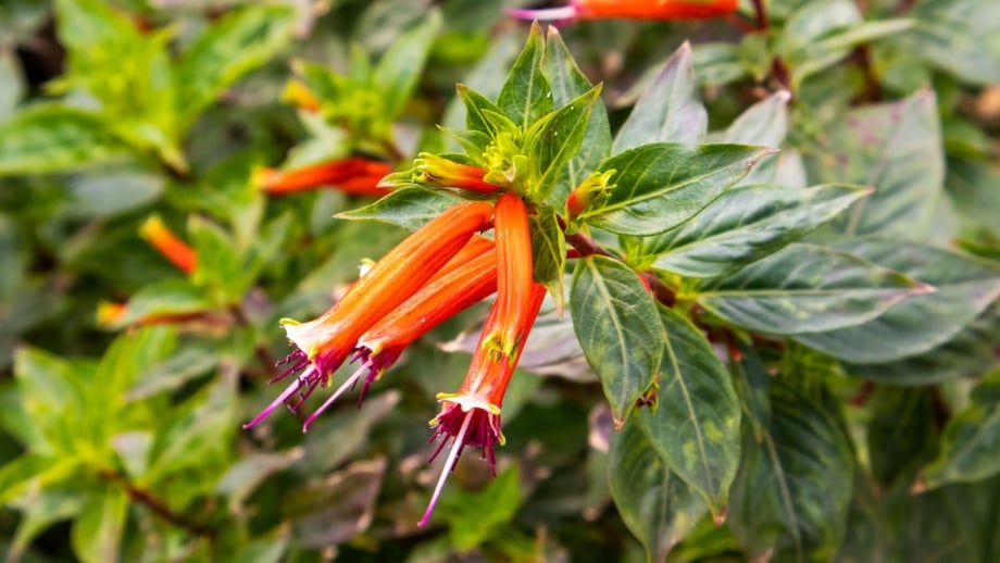 How to Plant, Grow, and Care For ‘Vermillionaire’ Cuphea