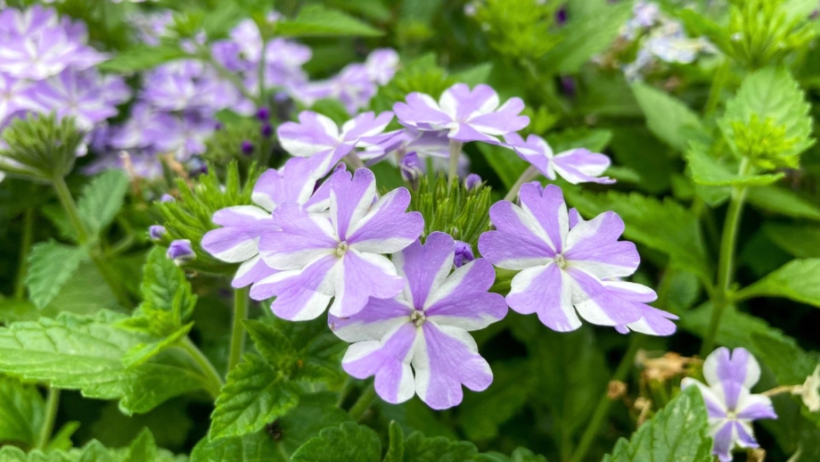 How to Plant, Grow, and Care for Superbena®