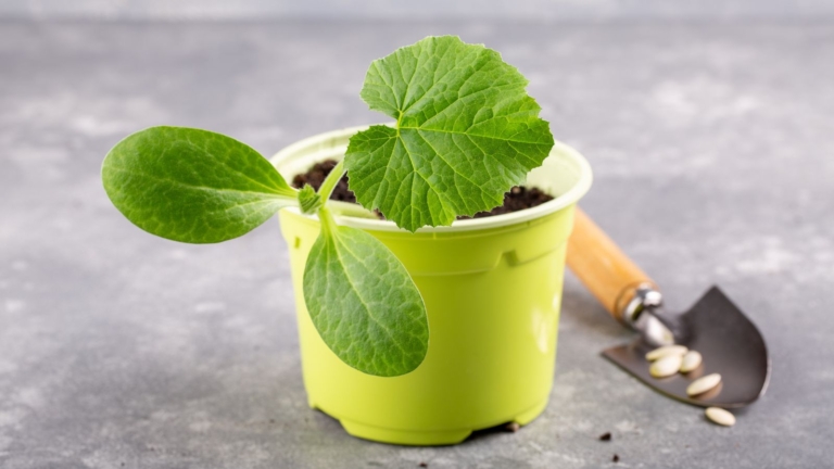 9 Tips for Growing Pumpkins in Pots and Containers