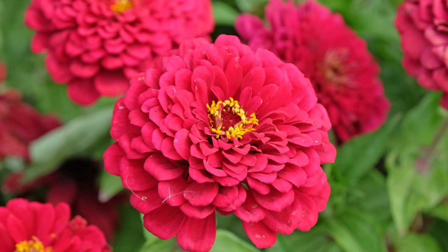 How to Plant, Grow, and Care For Benary’s Giant Zinnias