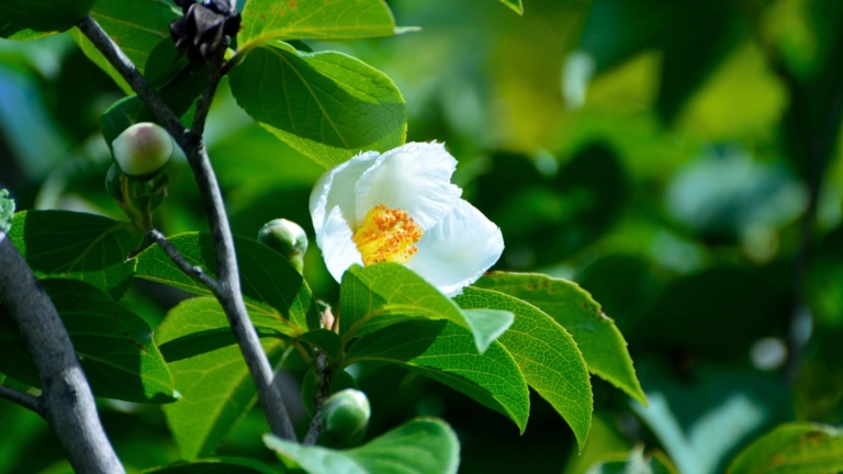 How to Plant, Grow, and Care For Japanese Stewartia
