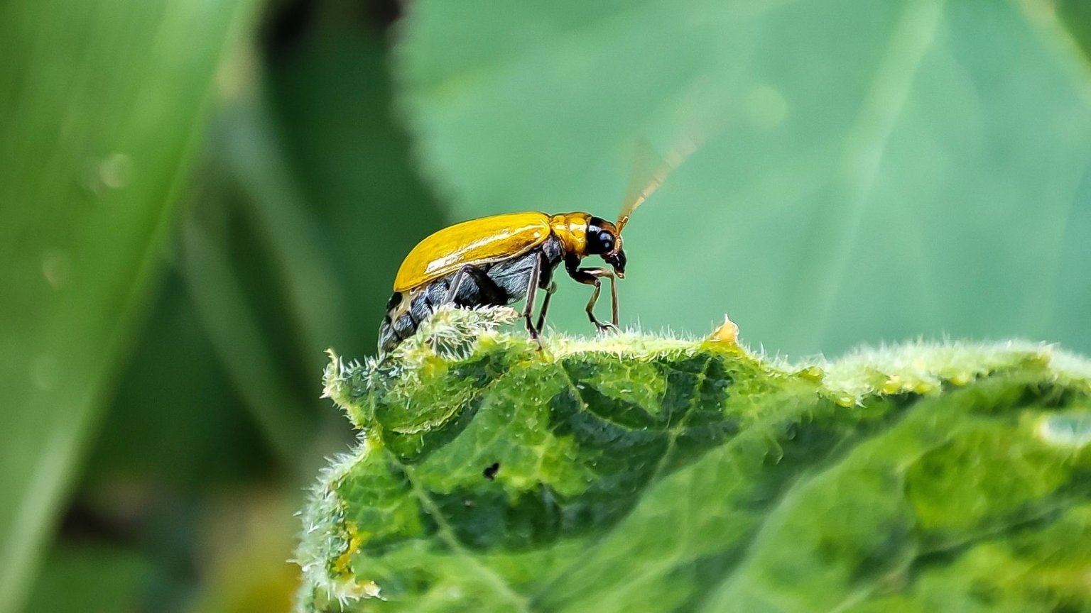 What's Eating My Cucumbers? Cucumber Pest Control