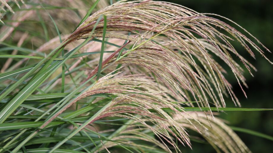 How to Plant, Grow, and Care for Maiden Grass