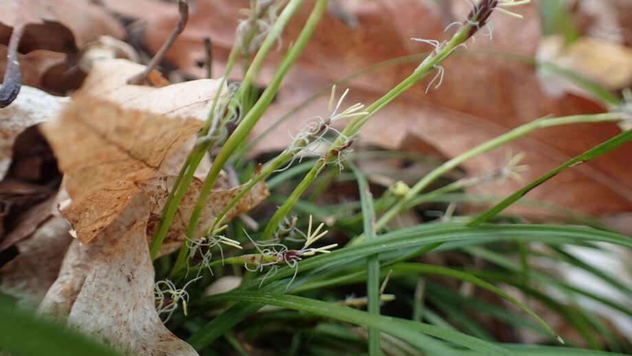 How to Plant, Grow, and Care for Pennsylvania Sedge