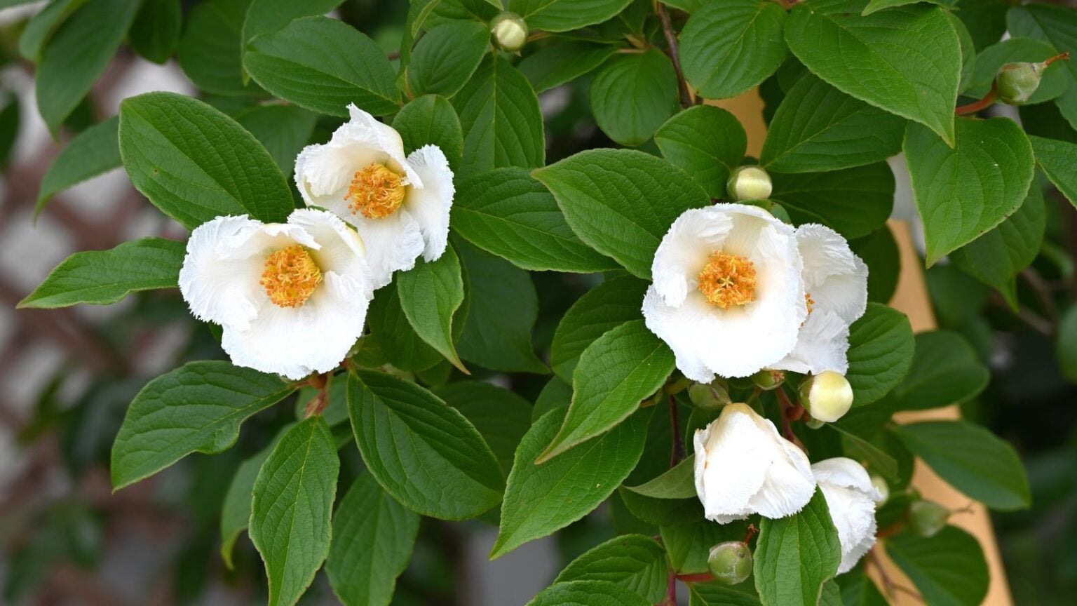 How to Plant, Grow, and Care For Japanese Stewartia