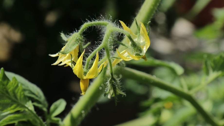 Tomato Blossom Drop: Causes and How to Fix It