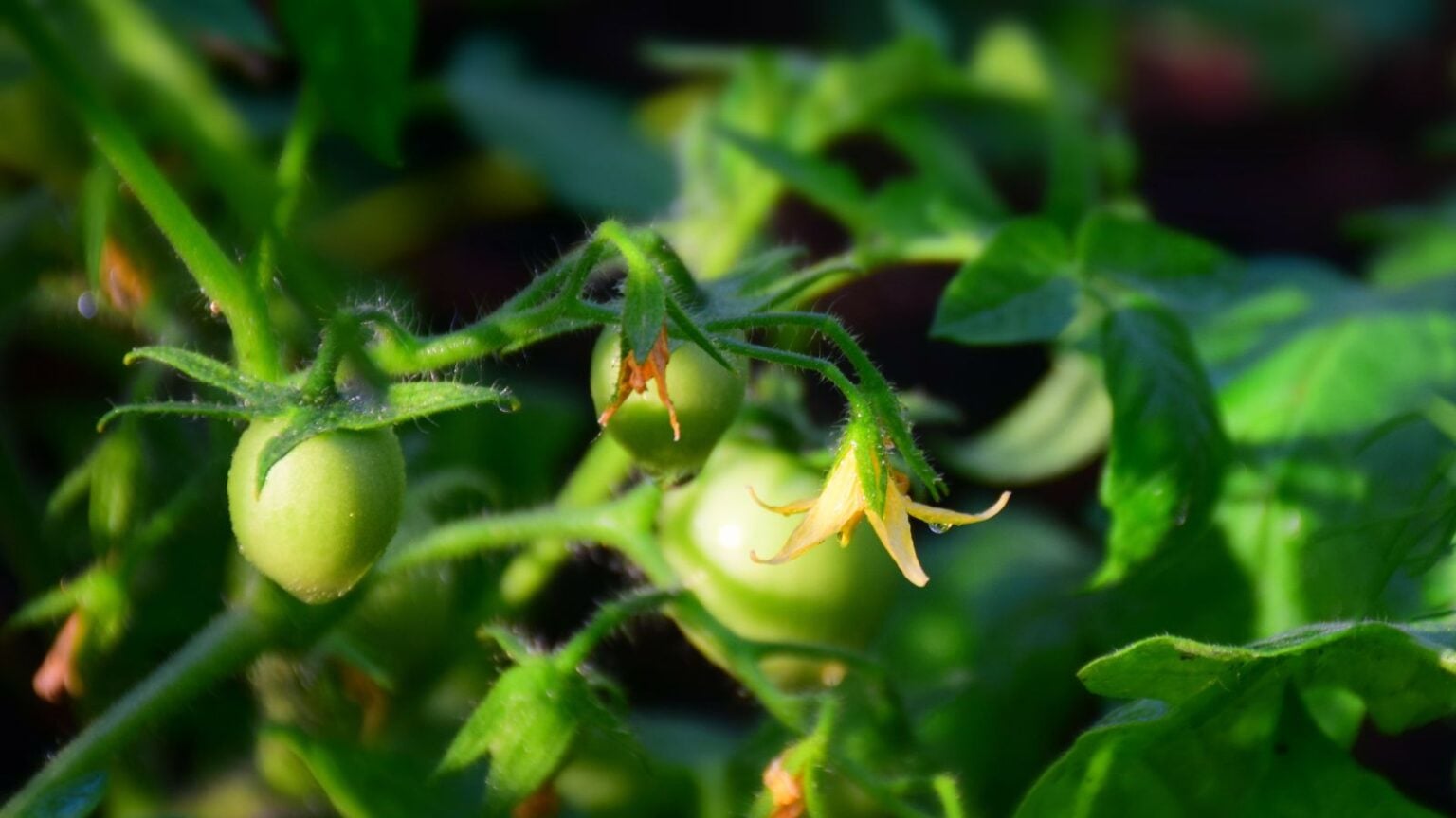 Tomato Blossom Drop: Causes and How to Fix It