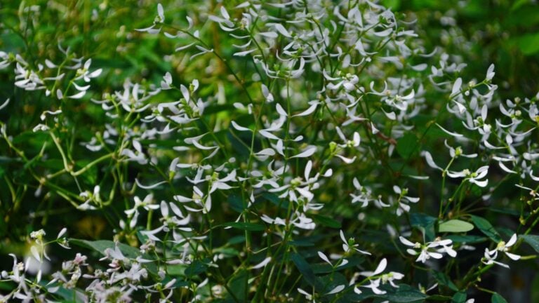 How to Plant, Grow, and Care for Diamond Frost® Euphorbia