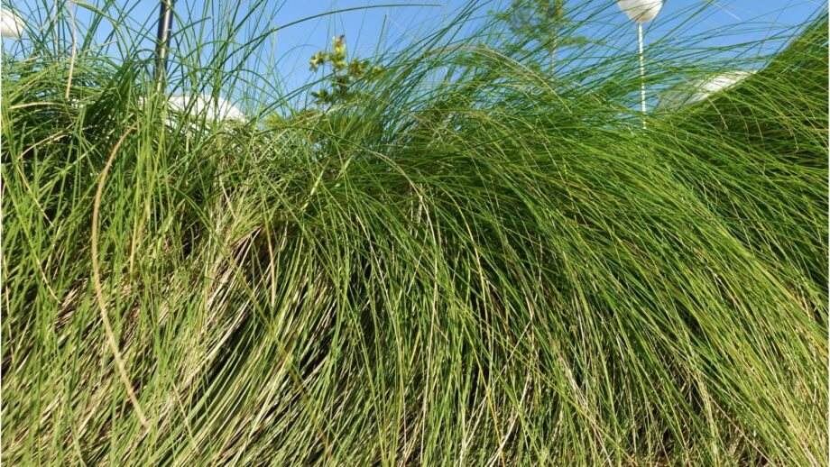 How to Plant, Grow, and Care for Pennsylvania Sedge