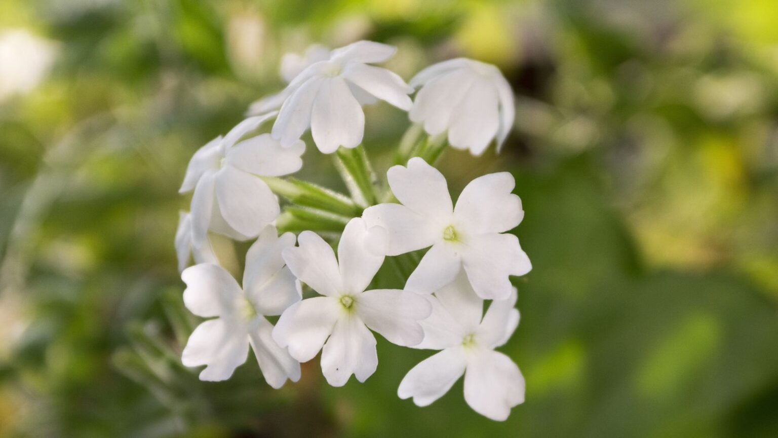 How to Plant, Grow, and Care for Superbena®