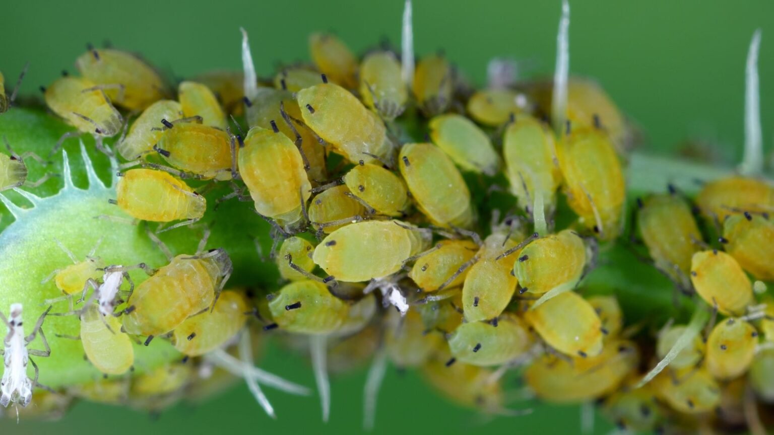 What's Eating My Cucumbers? Cucumber Pest Control