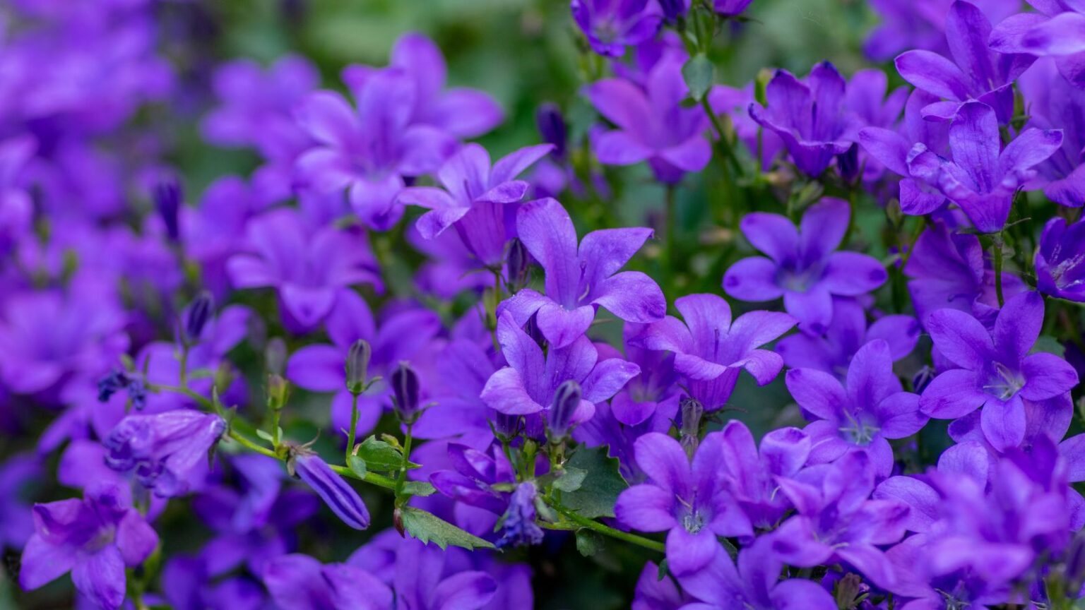 How to Plant, Grow, and Care for Campanula (Bellflowers)