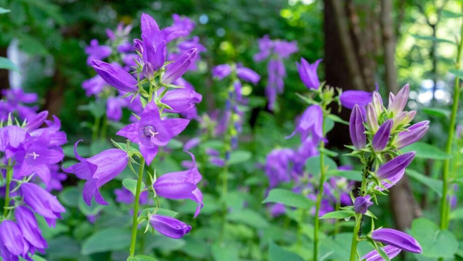 How to Plant, Grow, and Care for Campanula (Bellflowers)