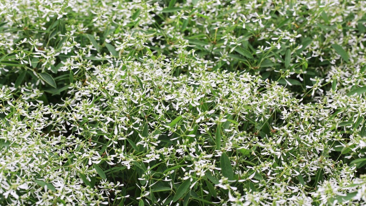 How to Plant, Grow, and Care for Diamond Frost® Euphorbia