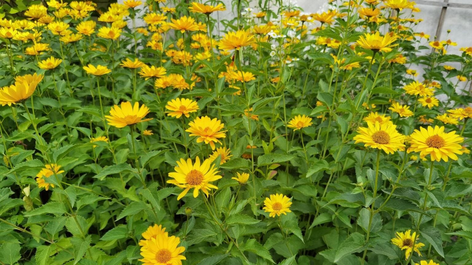 How to Plant, Grow, and Care For ‘Tuscan Sun’ Heliopsis
