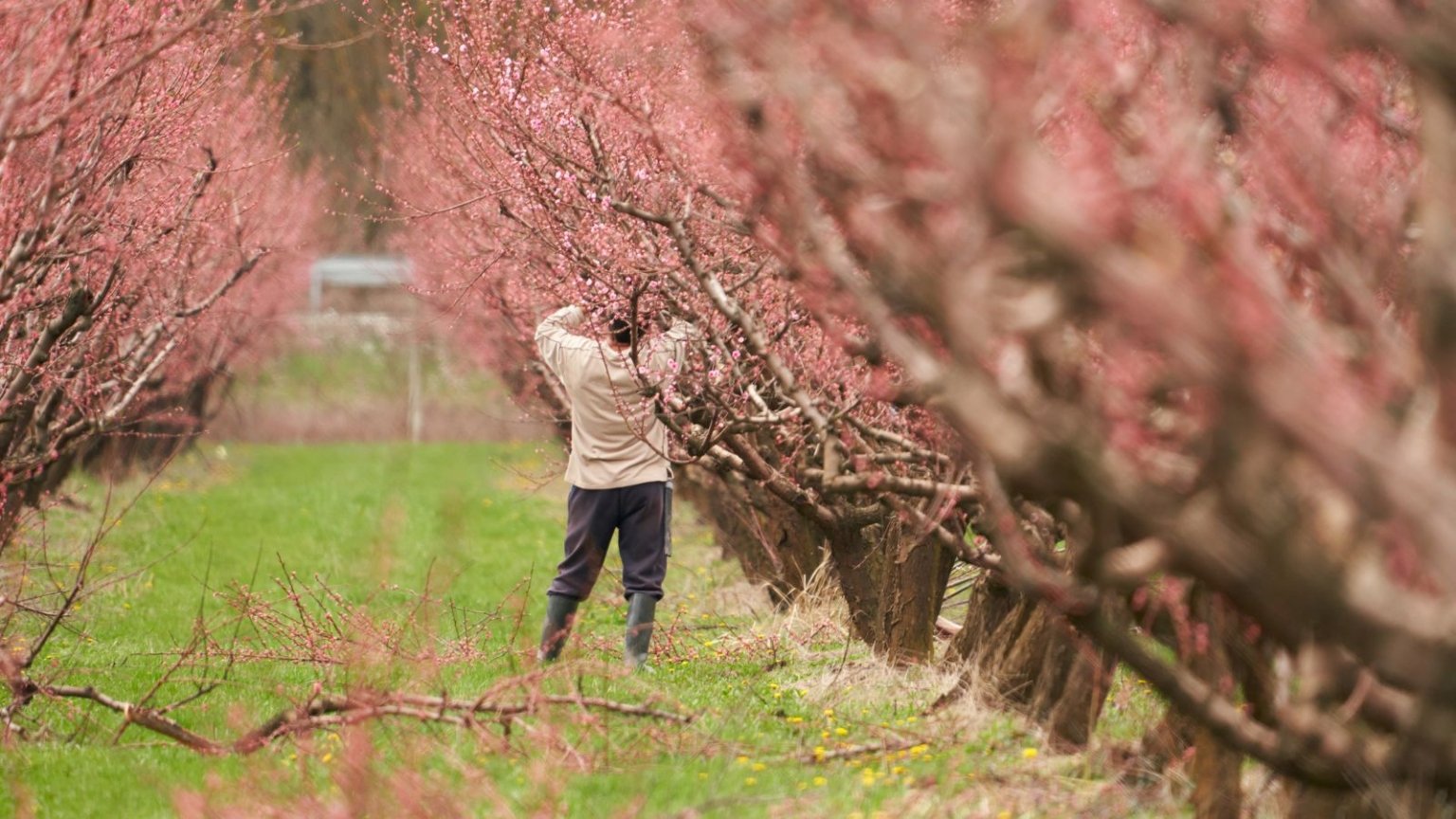 How to Thin Peach Trees in 7 Easy Steps - Epic Gardening