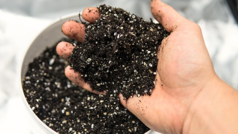 7 Alternatives to Use in Place of Perlite in Soil