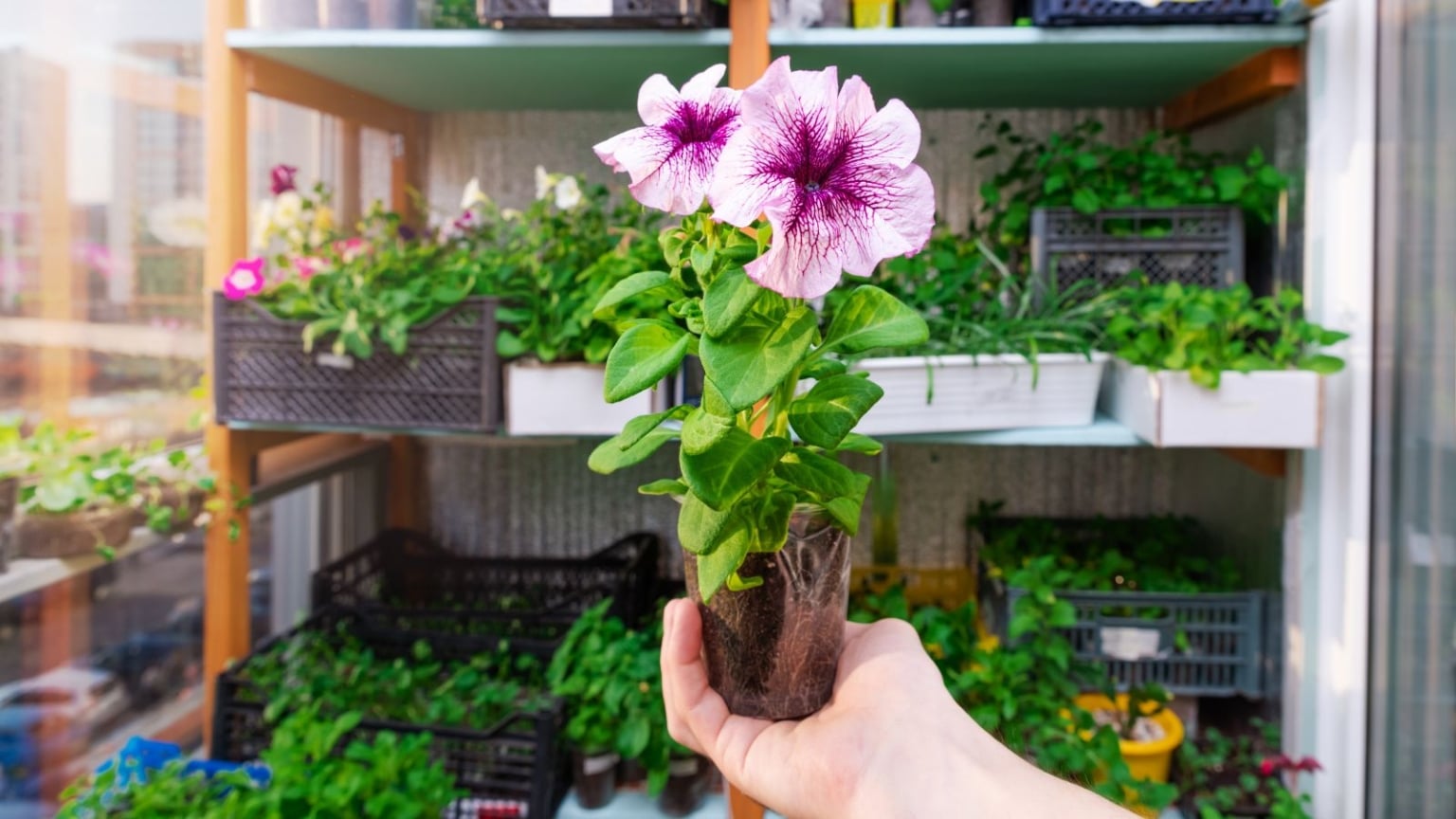 How to Root Petunias in Water in 7 Simple Steps