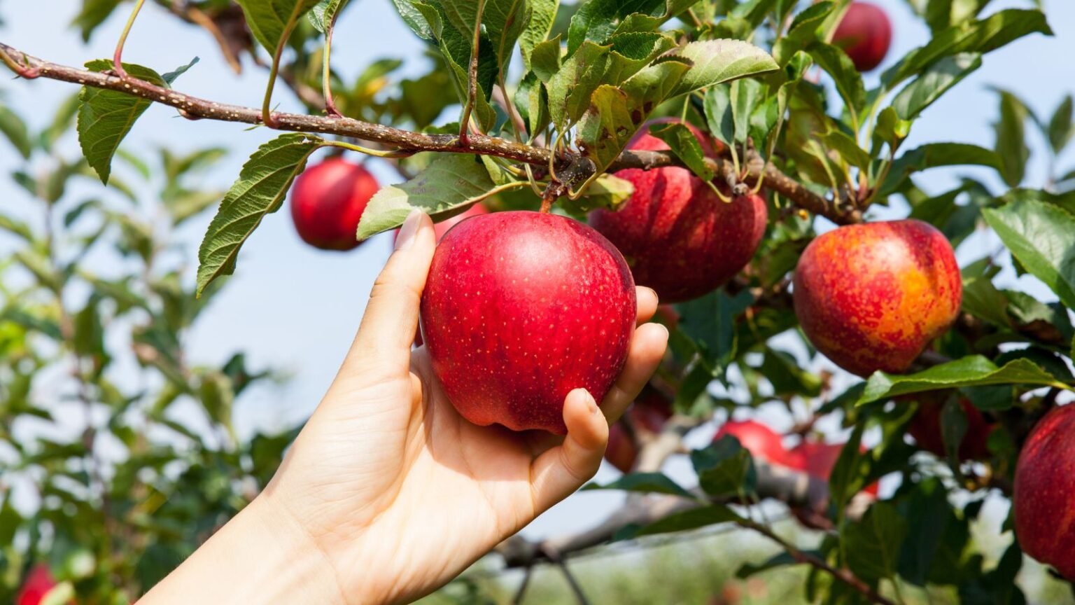 How to Thin Apple Trees in 5 Easy Steps