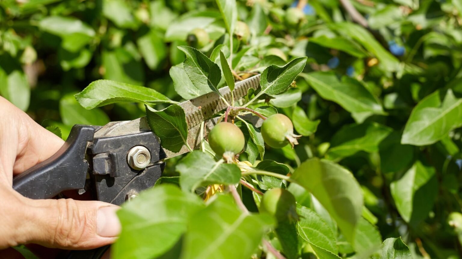 How to Thin Apple Trees in 5 Easy Steps
