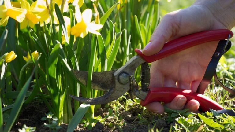When and How to Prune Daffodils After Blooming