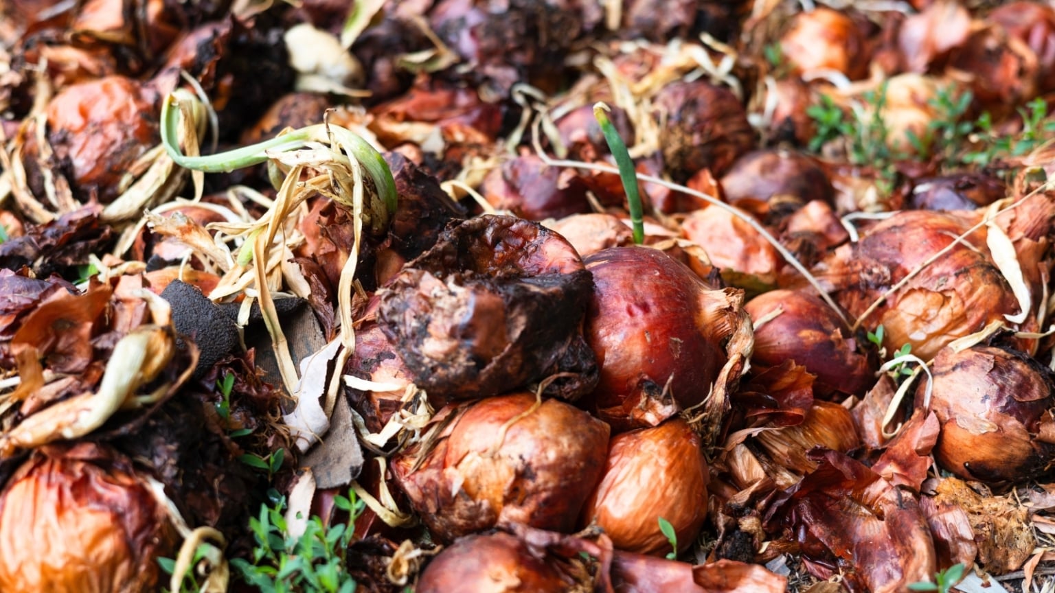 Why Are My Onion Tops Curling and Wilting?