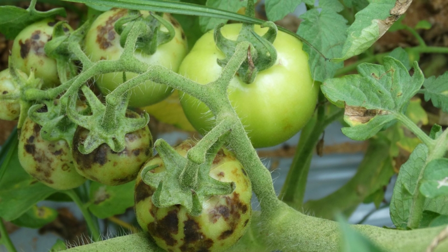 Tomato Pith Necrosis: ID, Prevention, and Treatment - Epic Gardening