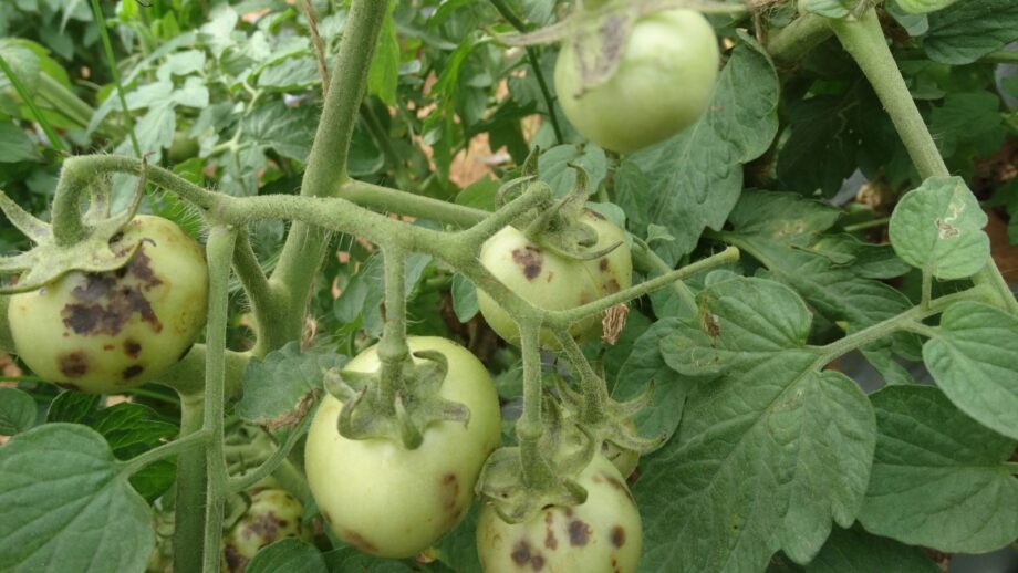 Tomato Pith Necrosis: ID, Prevention, and Treatment - Epic Gardening