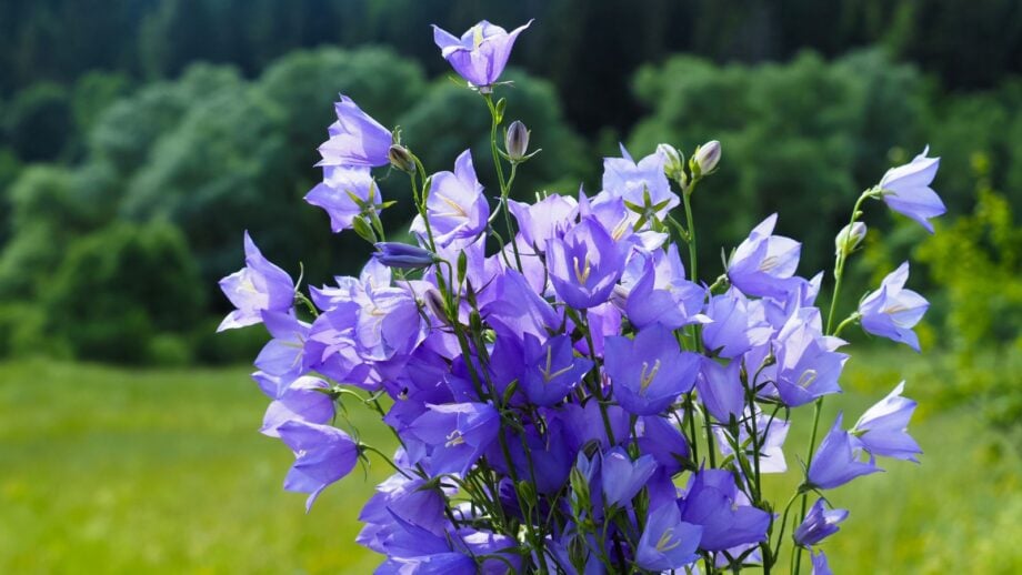 How to Plant, Grow, and Care for Campanula (Bellflowers)