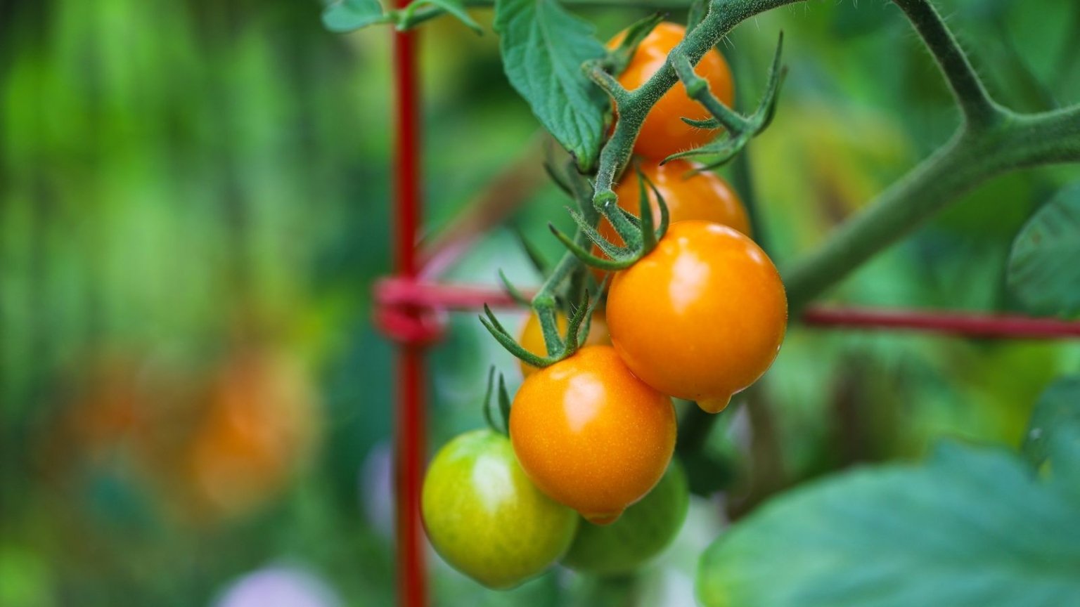 9 Ways to Grow Tomatoes Vertically: DIY Solutions