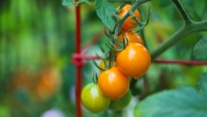 9 Ways to Grow Tomatoes Vertically: DIY Solutions