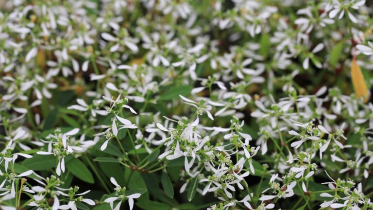 How to Plant, Grow, and Care for Diamond Frost® Euphorbia