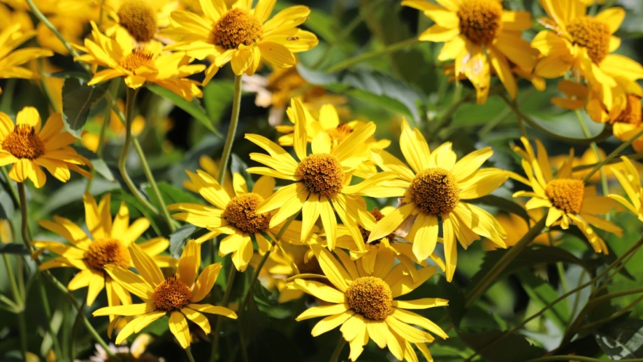 How to Plant, Grow, and Care For ‘Tuscan Sun’ Heliopsis