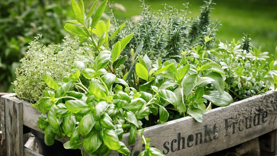 The Complete Beginner's Guide to Growing Herbs Organically
