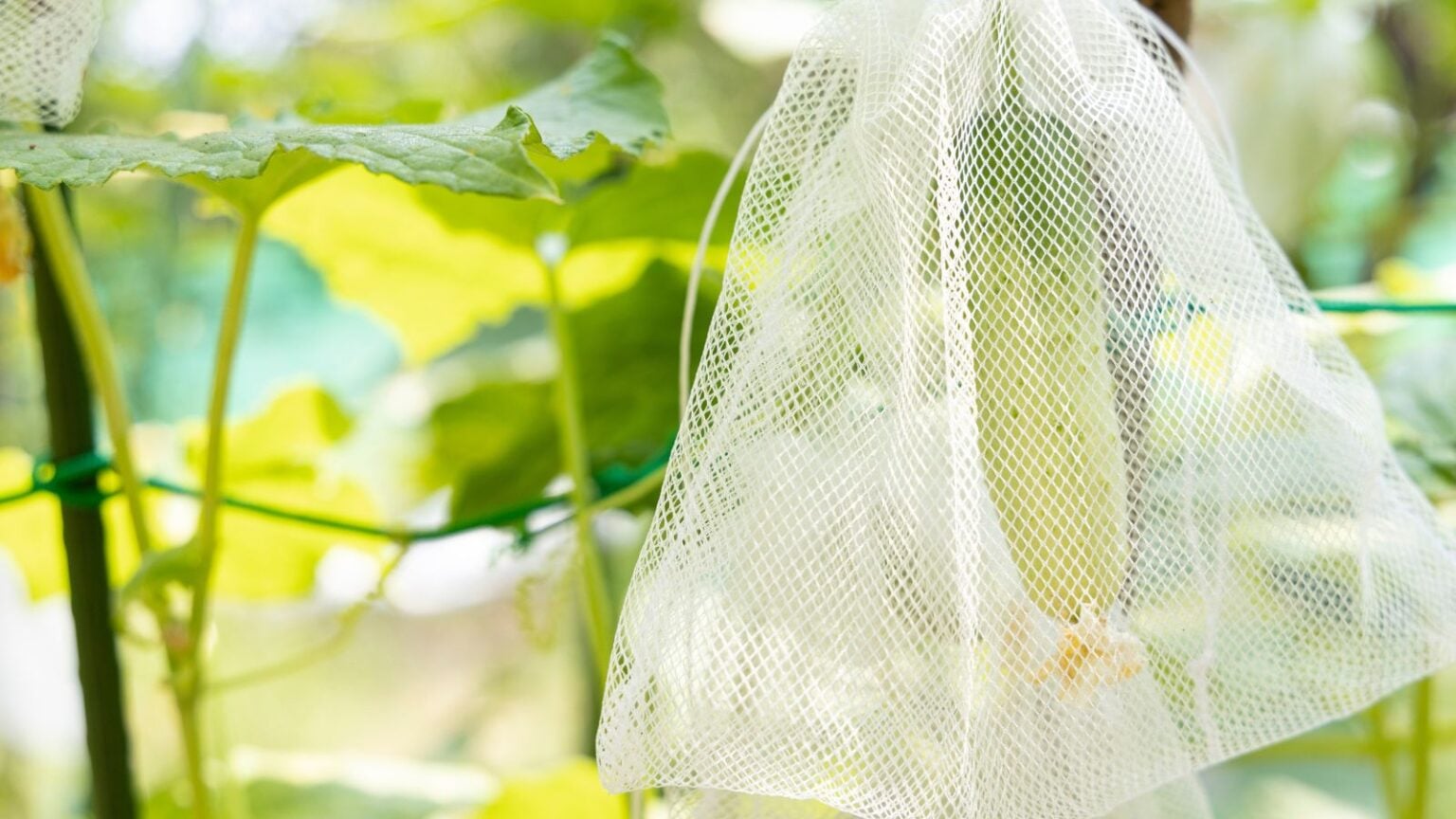 What's Eating My Cucumbers? Cucumber Pest Control