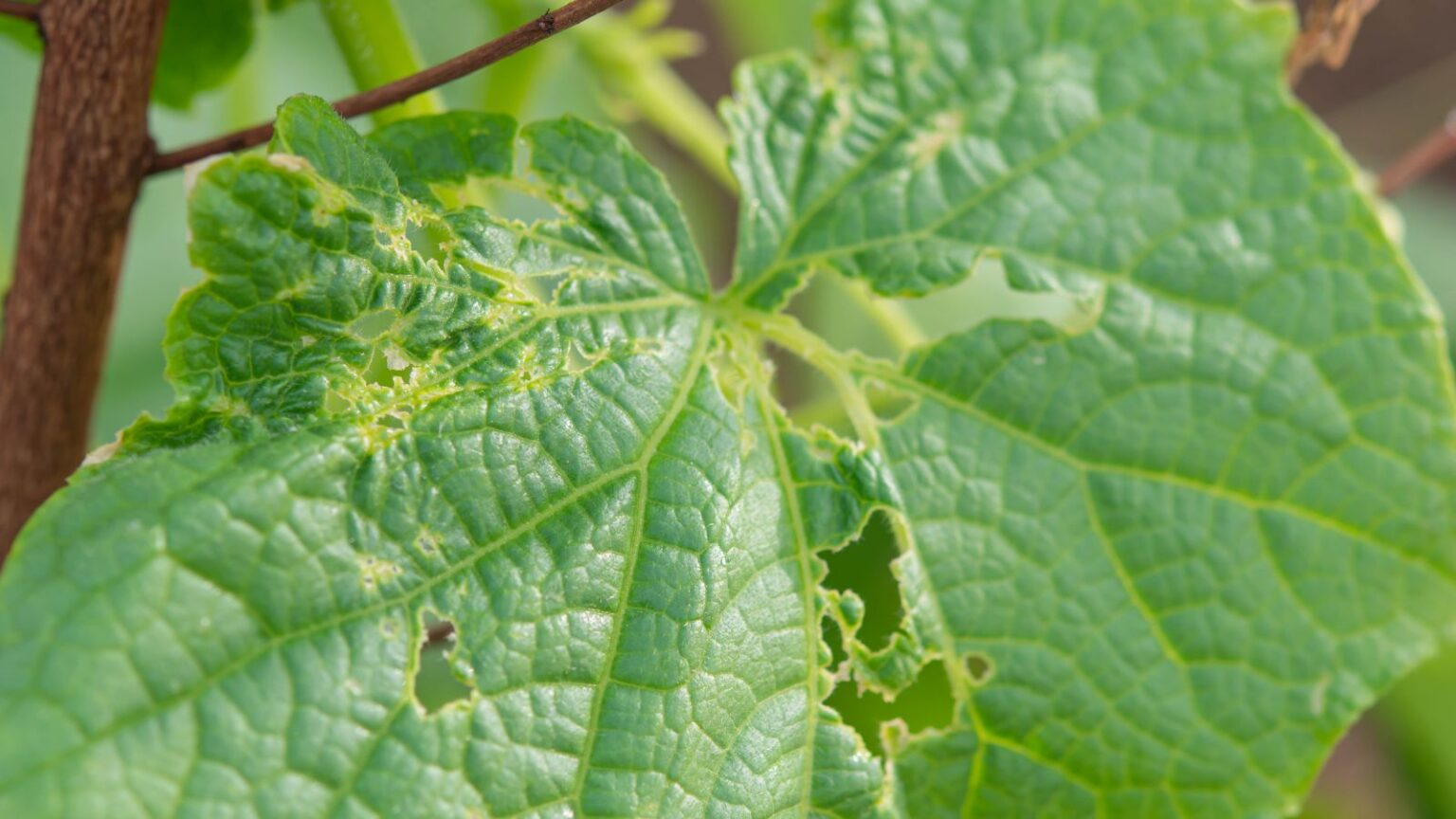 What's Eating My Cucumbers? Cucumber Pest Control