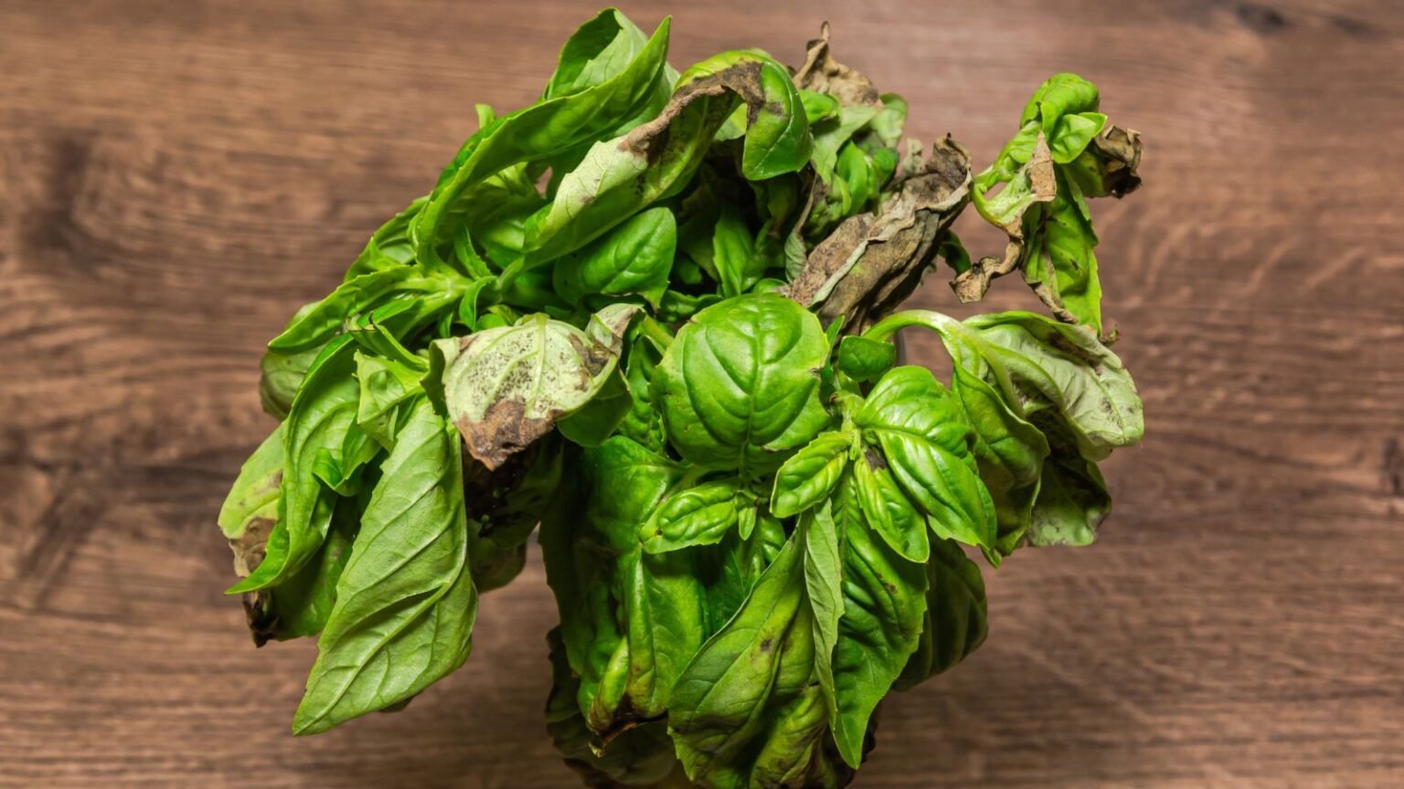 7 Reasons Your Basil is Dying and How to Fix It